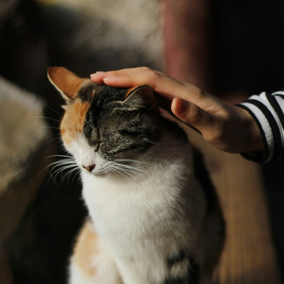 10 Films about Scattering Ashes and Memorials – OneWorld Memorials